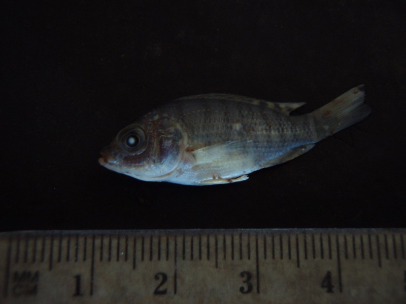 Aquaculture at TBI-Turkwel – Turkana Basin Institute