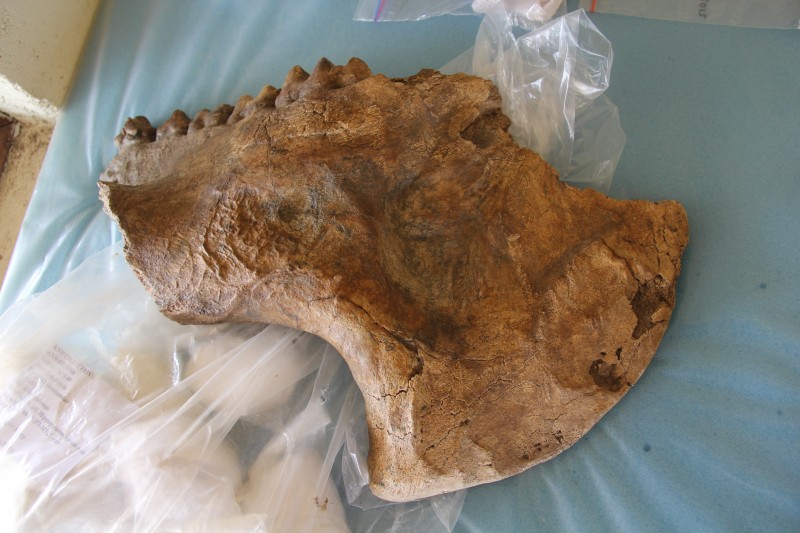 Paleontology off to a smashing start | Turkana Basin Institute