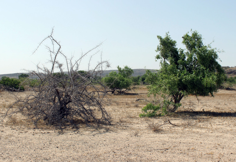 Ecology at Ileret: semi-desert vegetation, pastoralism and freshwater ...