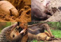 A family tree of Caminalcules | Turkana Basin Institute