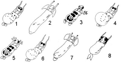 A family tree of Caminalcules | Turkana Basin Institute
