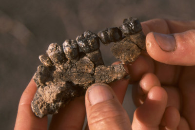 Australopithecus anamensis 800 x 534 | Turkana Basin Institute