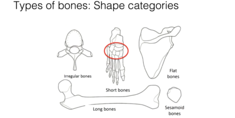 Understanding Anatomy and Osteology in Human Evolution | Turkana Basin ...