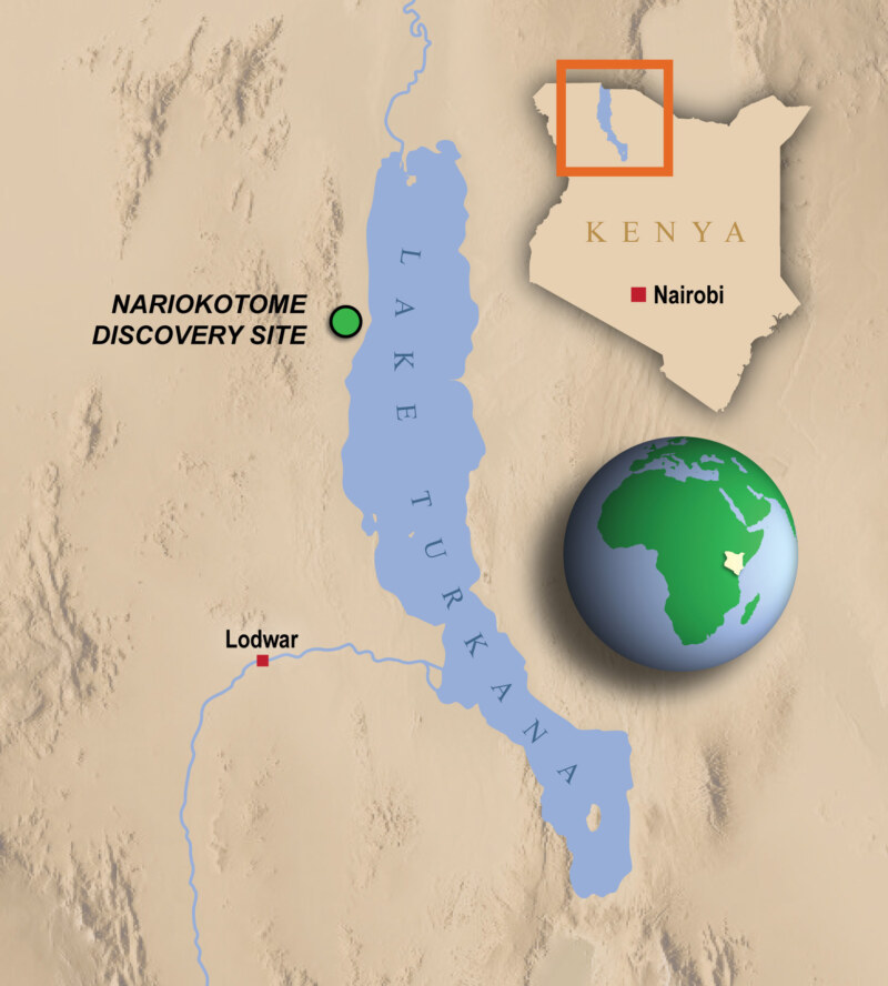 All About Turkana Boy | Turkana Basin Institute