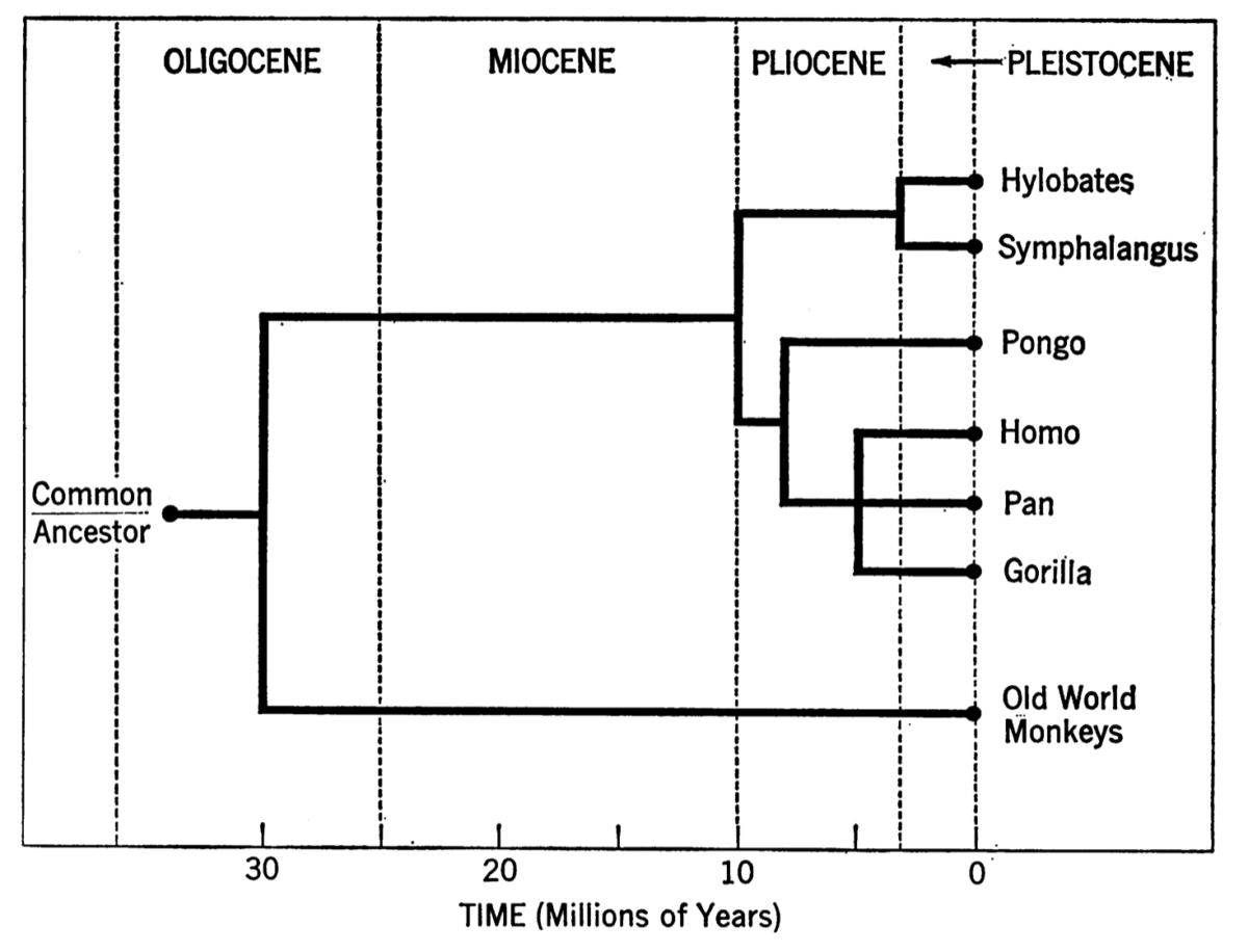 Lothagam Revisited: Searching for the Earliest Turkana Basin Hominins ...