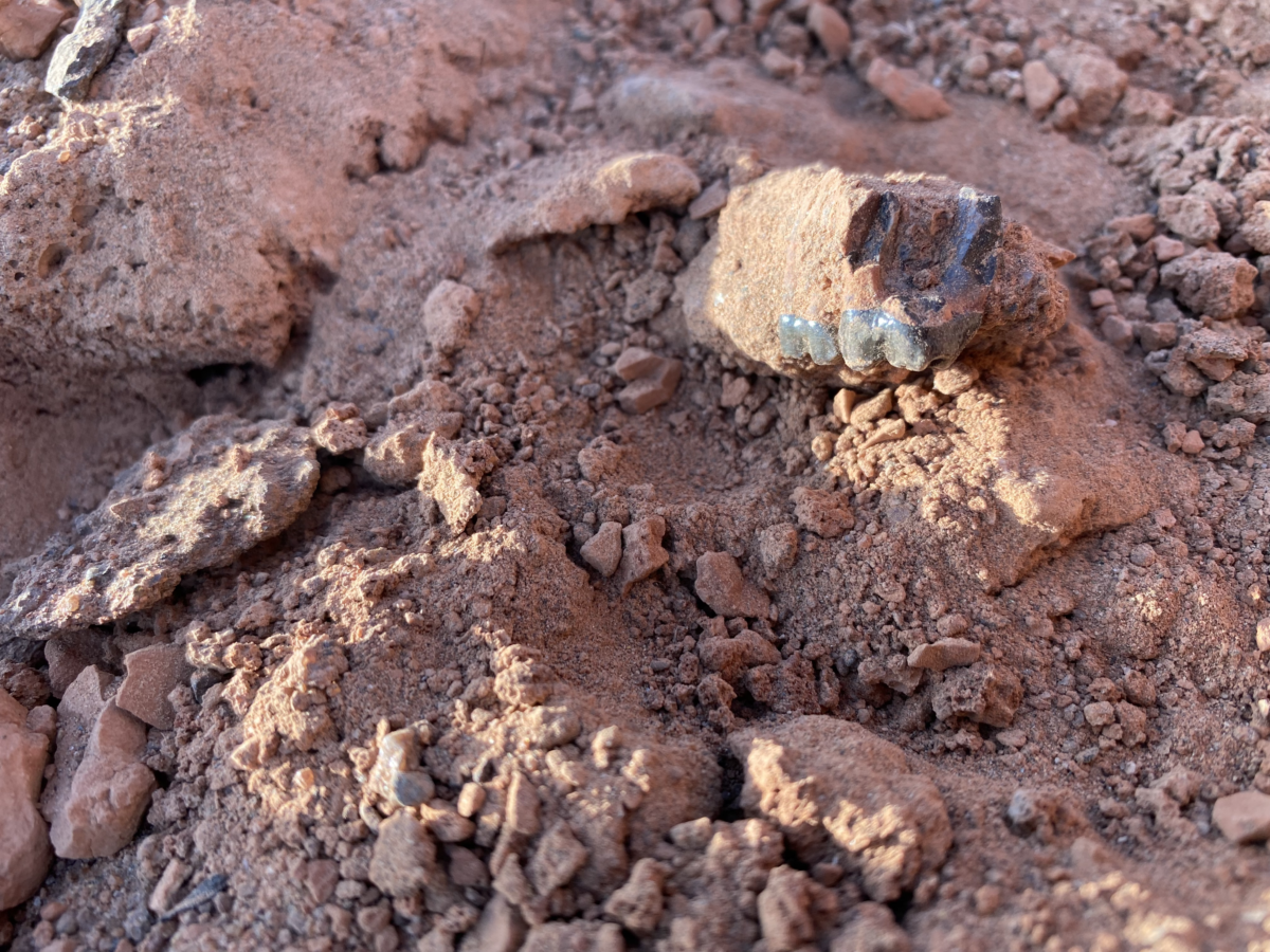 Lothagam Revisited: Searching for the Earliest Turkana Basin Hominins ...