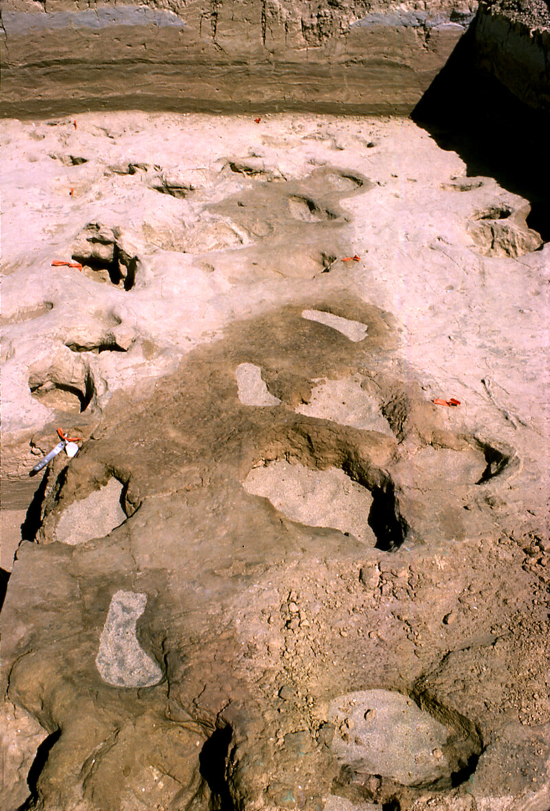 Updates from the field: Discovering new early Pleistocene footprints at ...