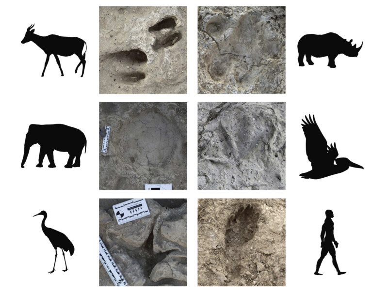 Updates from the field: Discovering new early Pleistocene footprints at ...